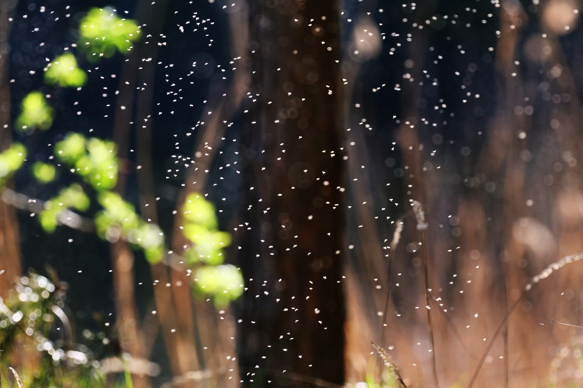 Artenvielfalt: Warum selbst Mücken wichtig für das Überleben des ...